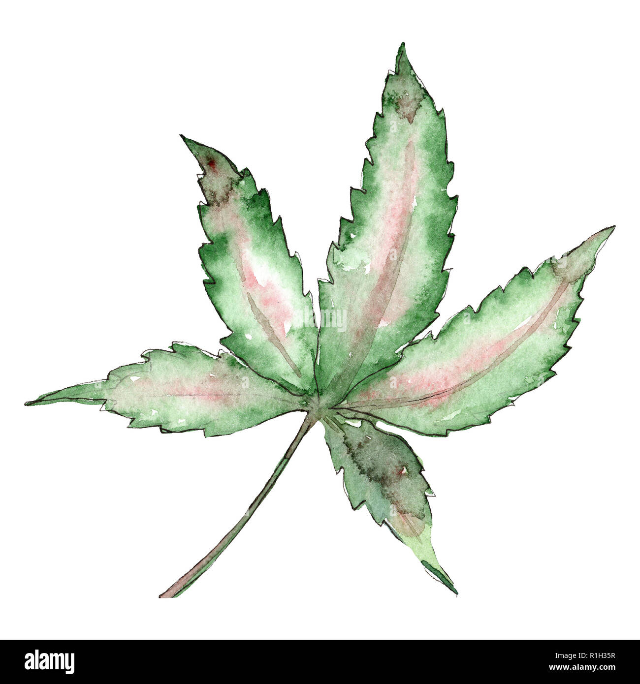 Cannabis green leaf. Isolated cannabis illustration element. Background ...