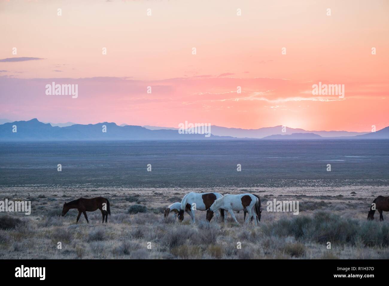 Purple horses hi-res stock photography and images - Alamy