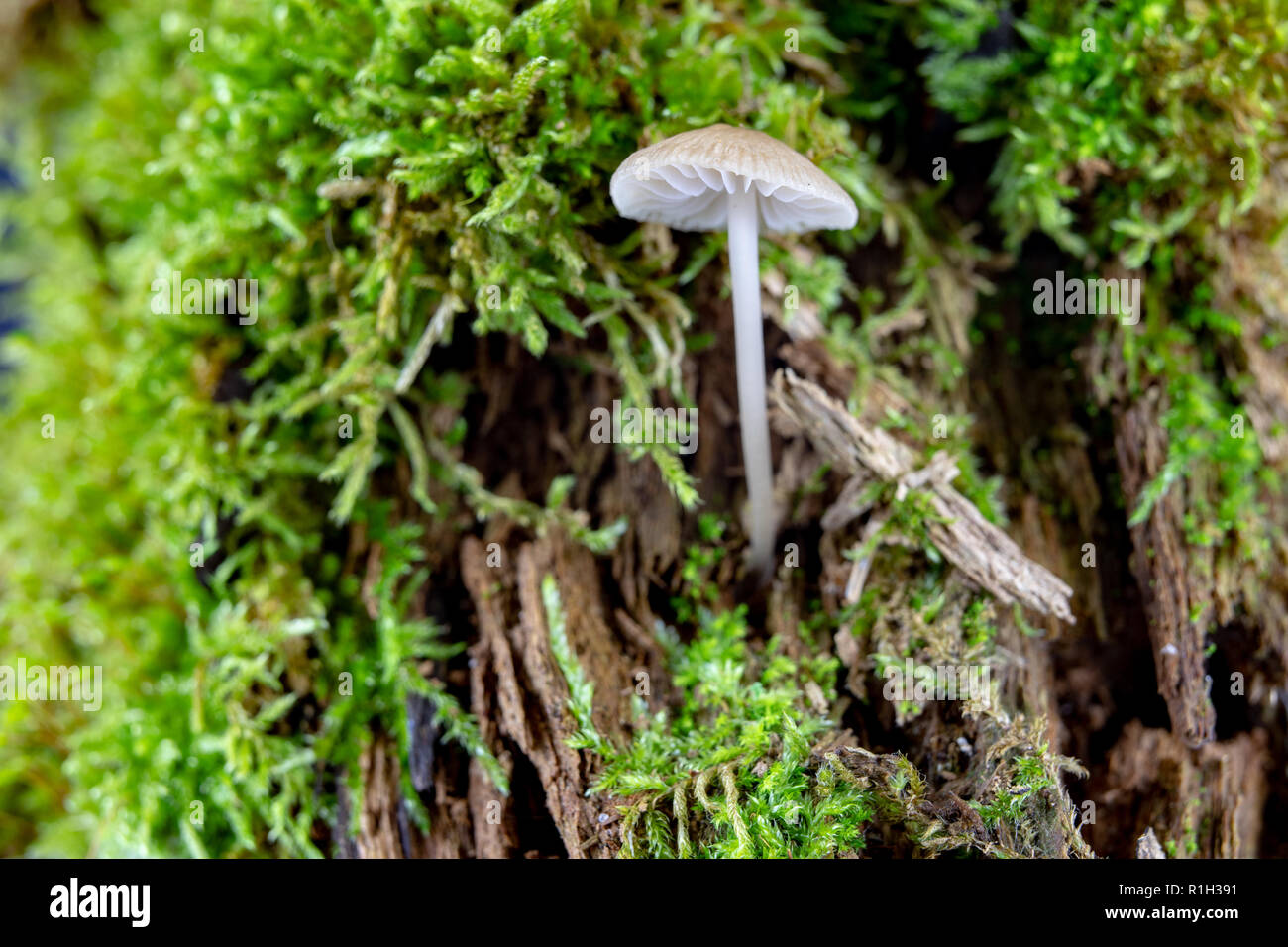 Poisonous mushrooms growing in moss on a tree trunk. Small mushrooms ...