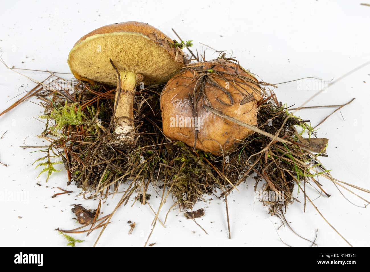 Ripe tasty mushroom in the forest. Forest fruits on wet moss in a ...
