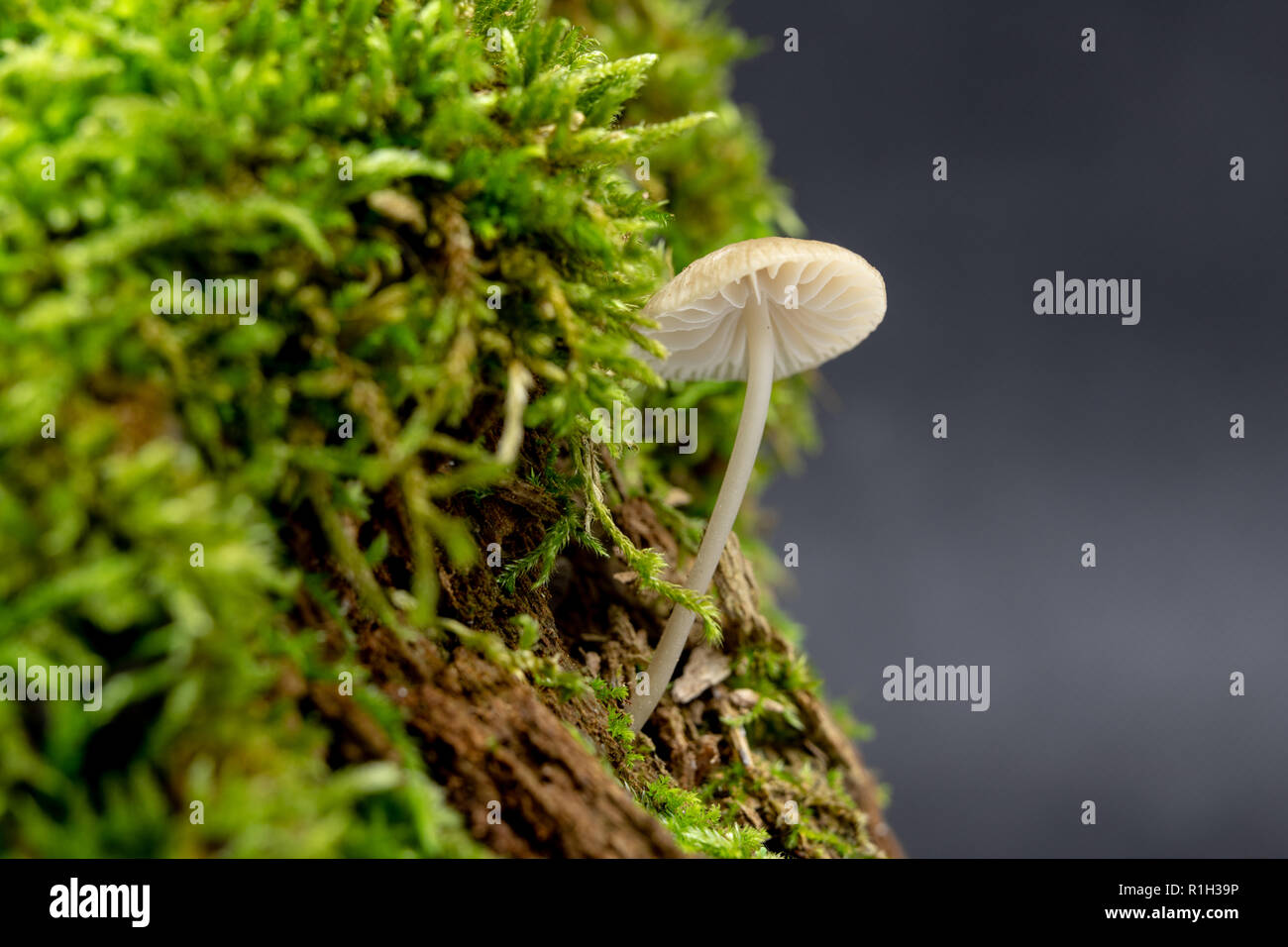 Poisonous mushrooms growing in moss on a tree trunk. Small mushrooms ...
