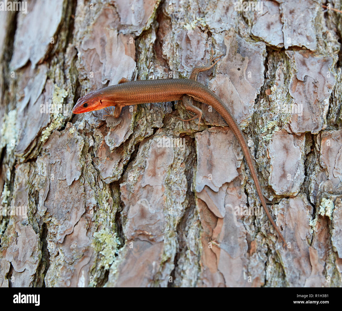 Broadhead Skink on a Longleaf pine tree Stock Photo - Alamy