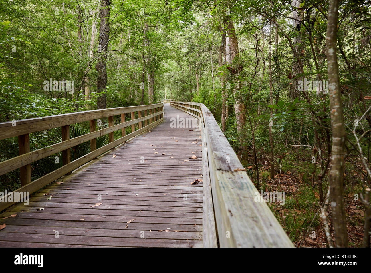 Boardwalk on the Little River hiking trail in Reed Bingham State Park ...