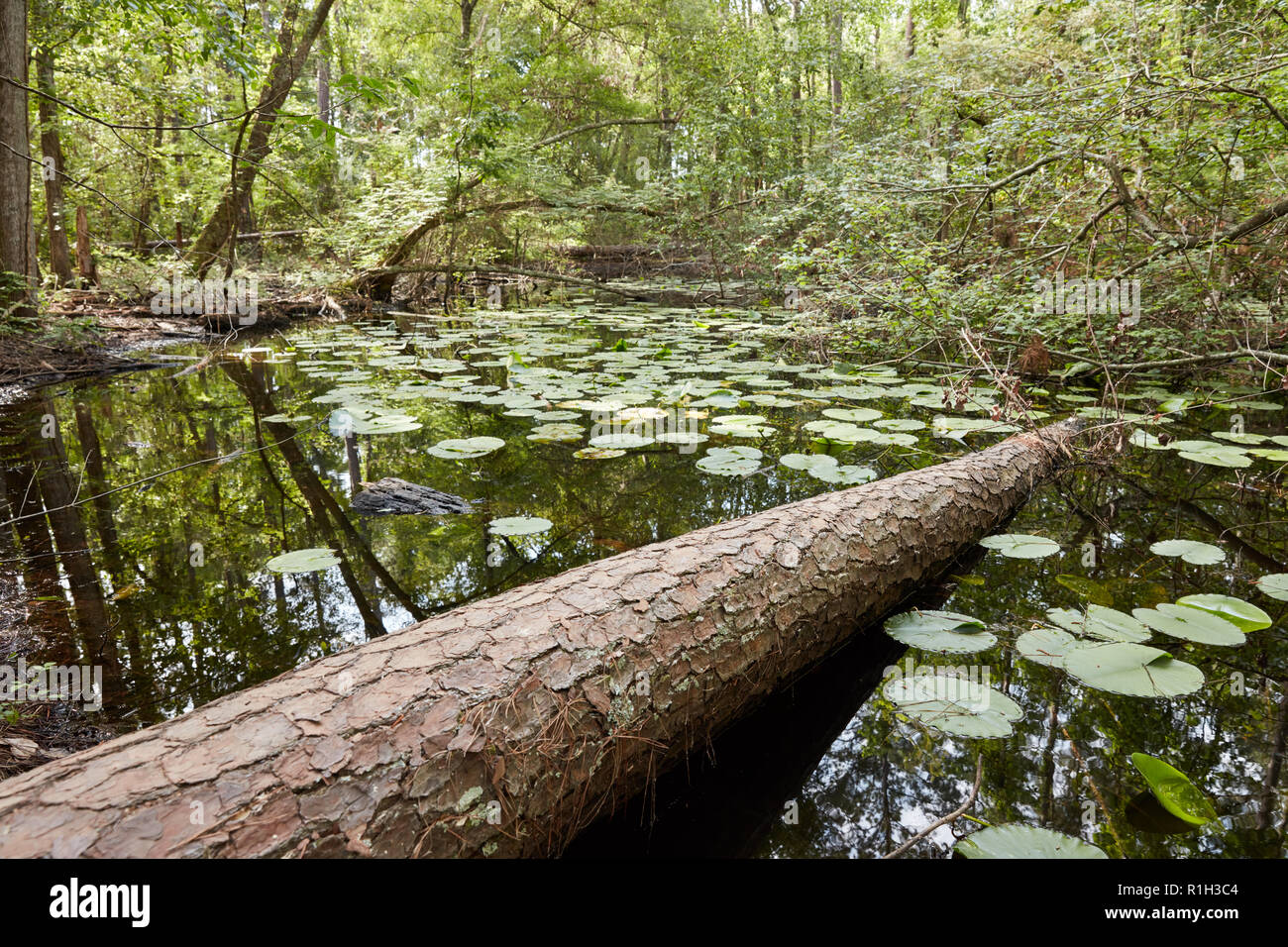 Fallen Longleaf Pine tree in a lily pad covered pond in Reed Bingham ...