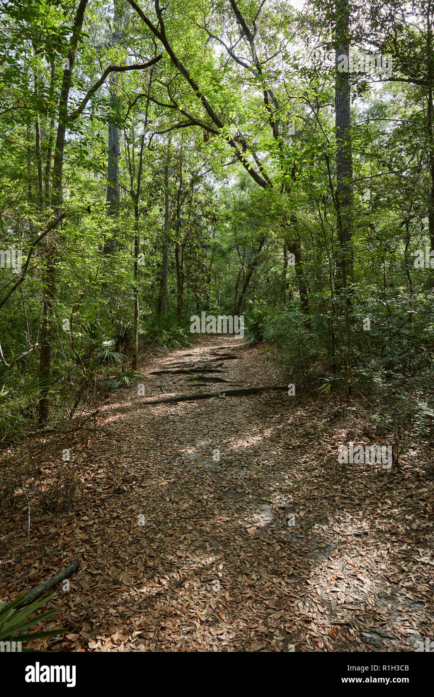 Little River hiking trail in Reed Bingham State Park, Adel, Georgia ...