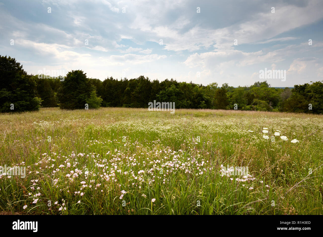 Trace grass hi-res stock photography and images - Alamy