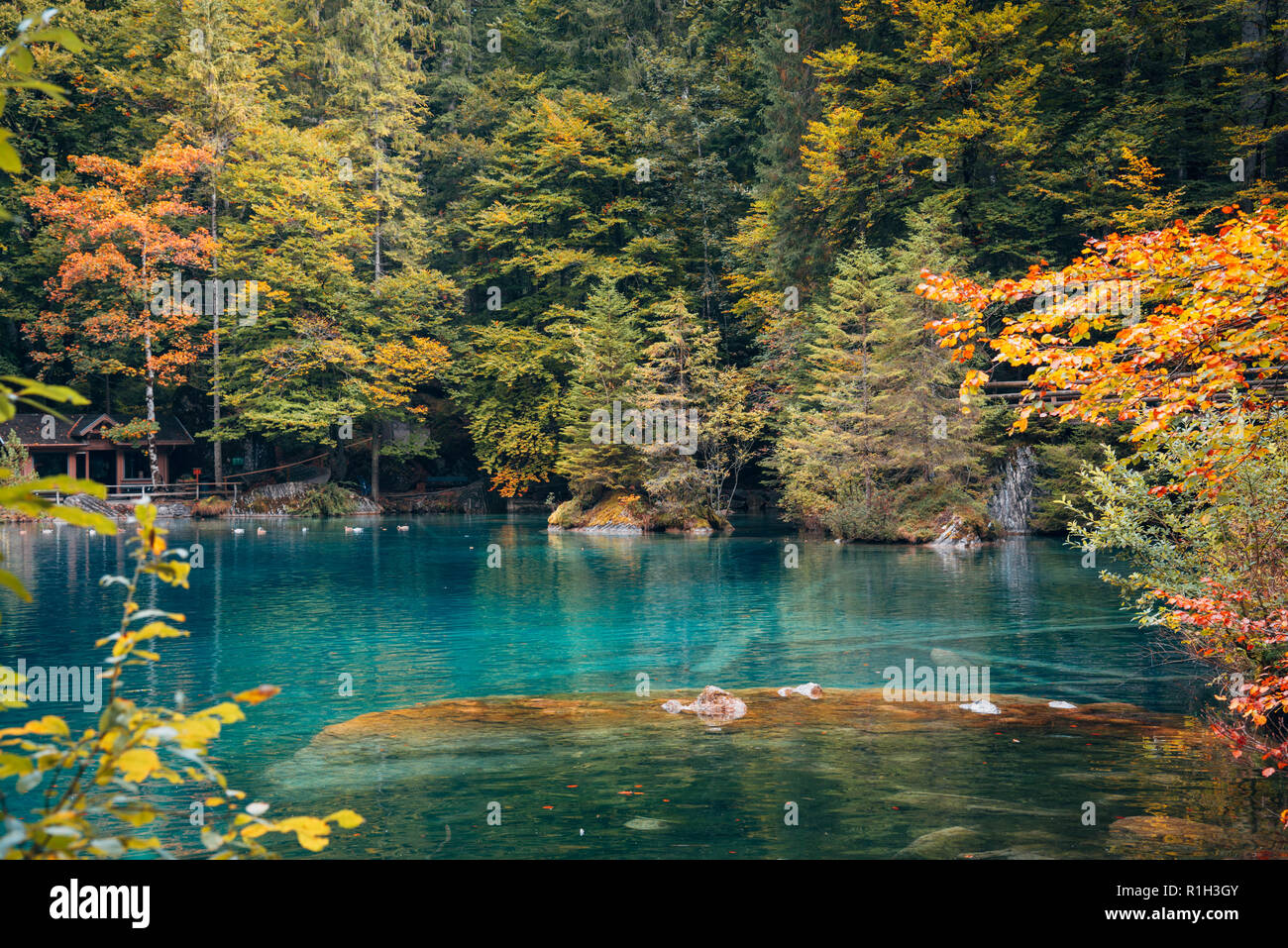 Autumn time at romantic forest lake Blausee, one of the best known ...