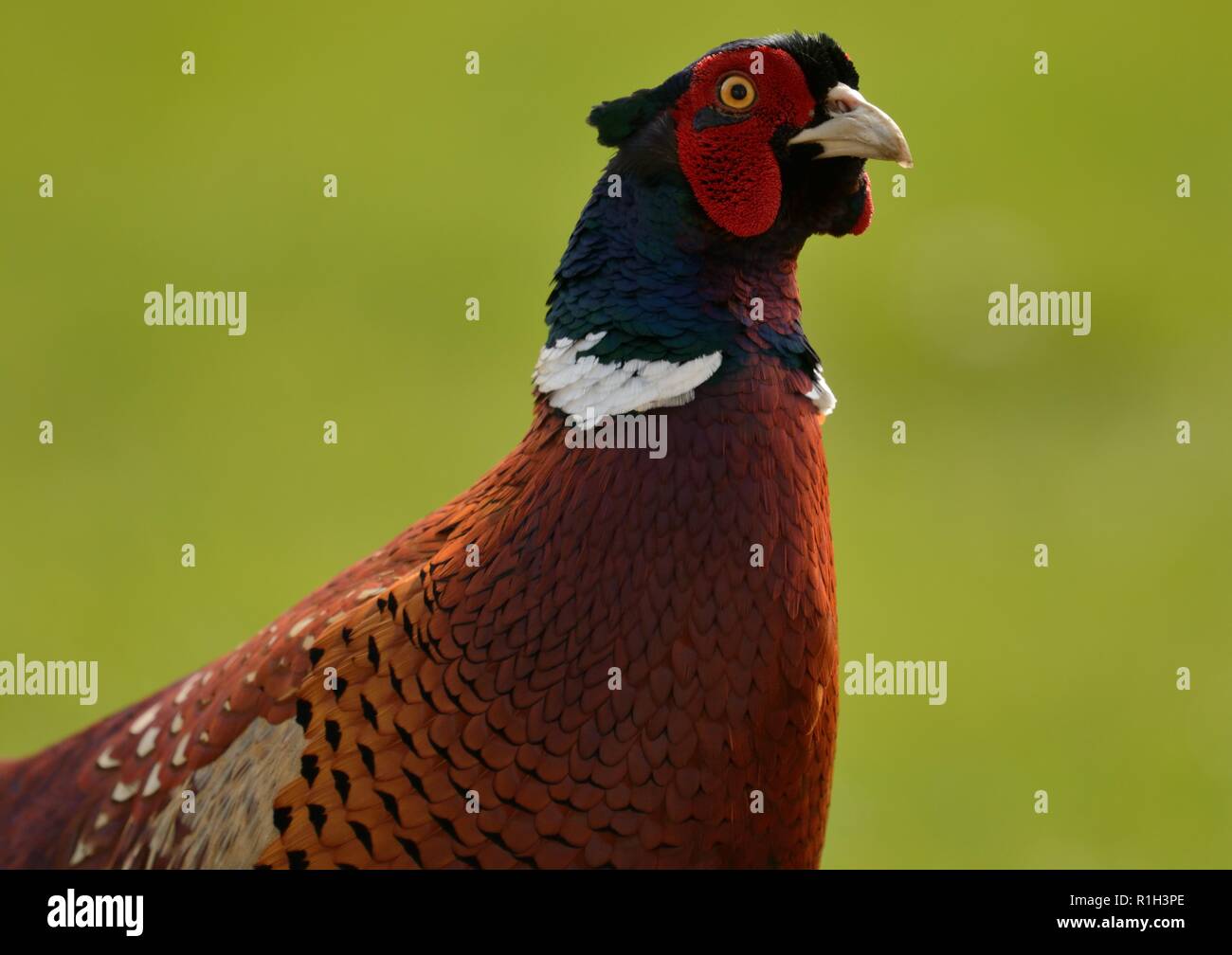 Close up portrait of a male pheasant in the wild Stock Photo - Alamy