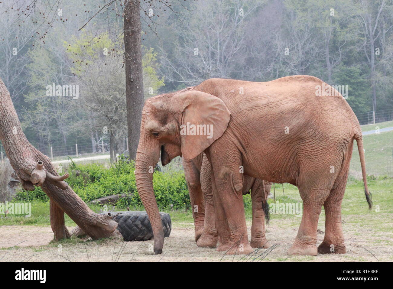 North african elephant hi-res stock photography and images - Alamy