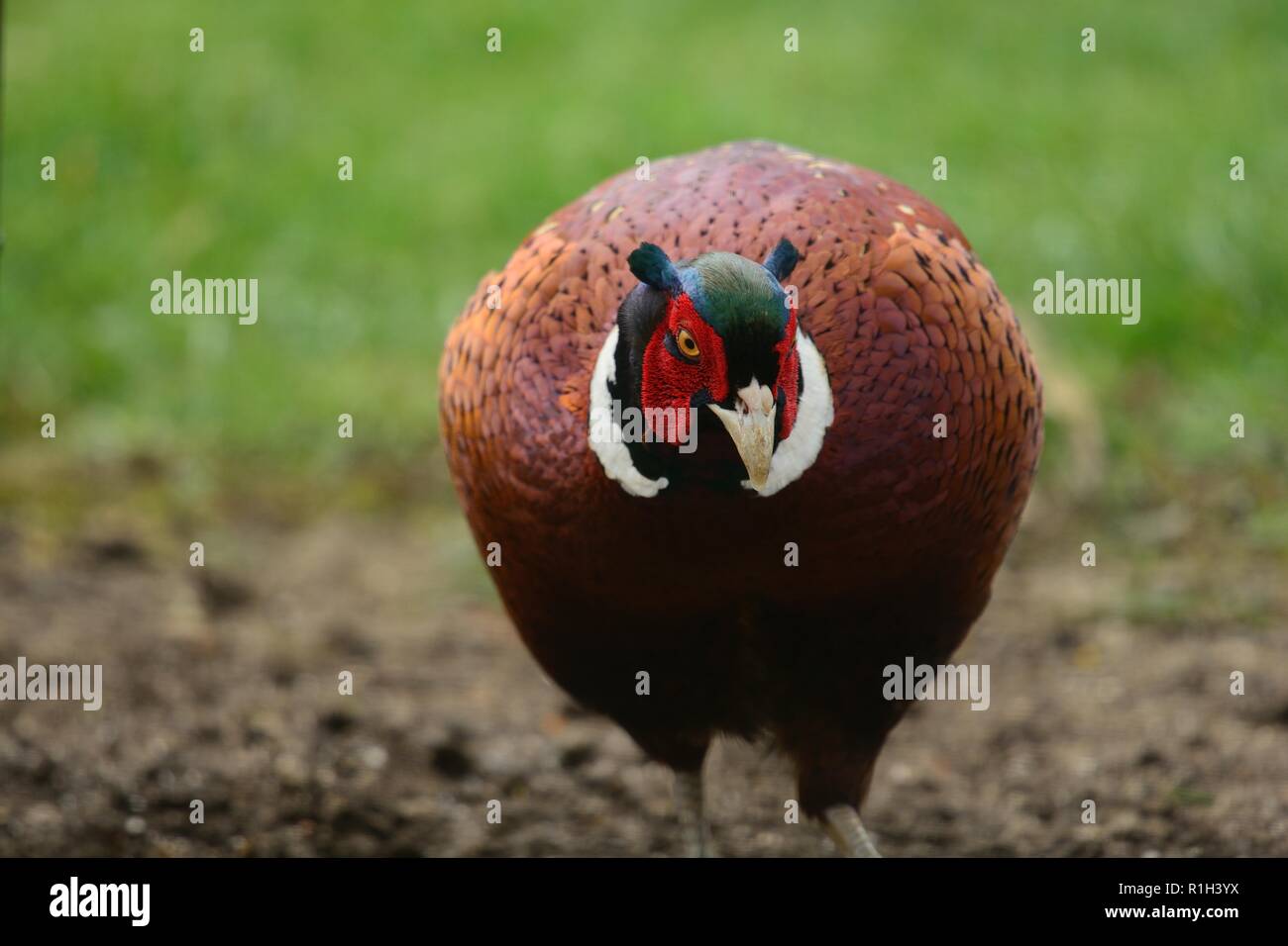 Low angle view of a male pheasant in the wild Stock Photo - Alamy