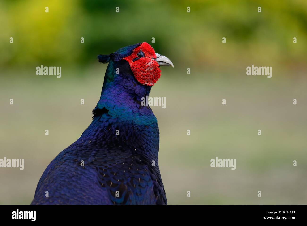 Close up portrait of a melanistic mutant pheasant Stock Photo - Alamy