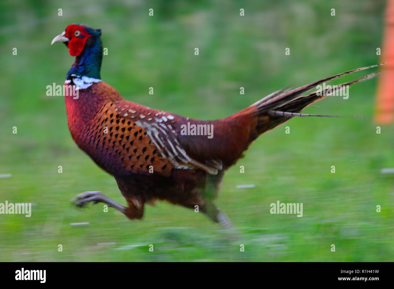 Close up of a common pheasant (phasianus colchicus) running through a ...