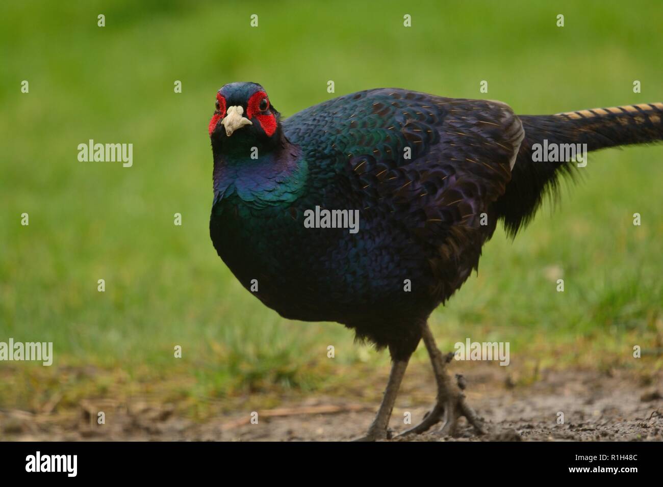 Portrait of a melanistic mutant pheasant on the grass Stock Photo - Alamy