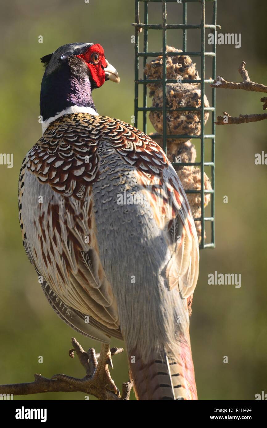 Pheasant feeder hi-res stock photography and images - Alamy
