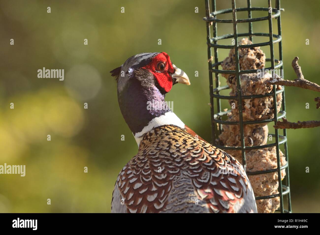 Pheasant feeder hi-res stock photography and images - Alamy