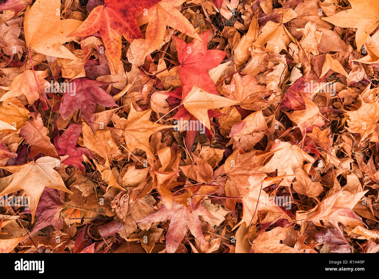 Natural texture hi-res stock photography and images - Alamy