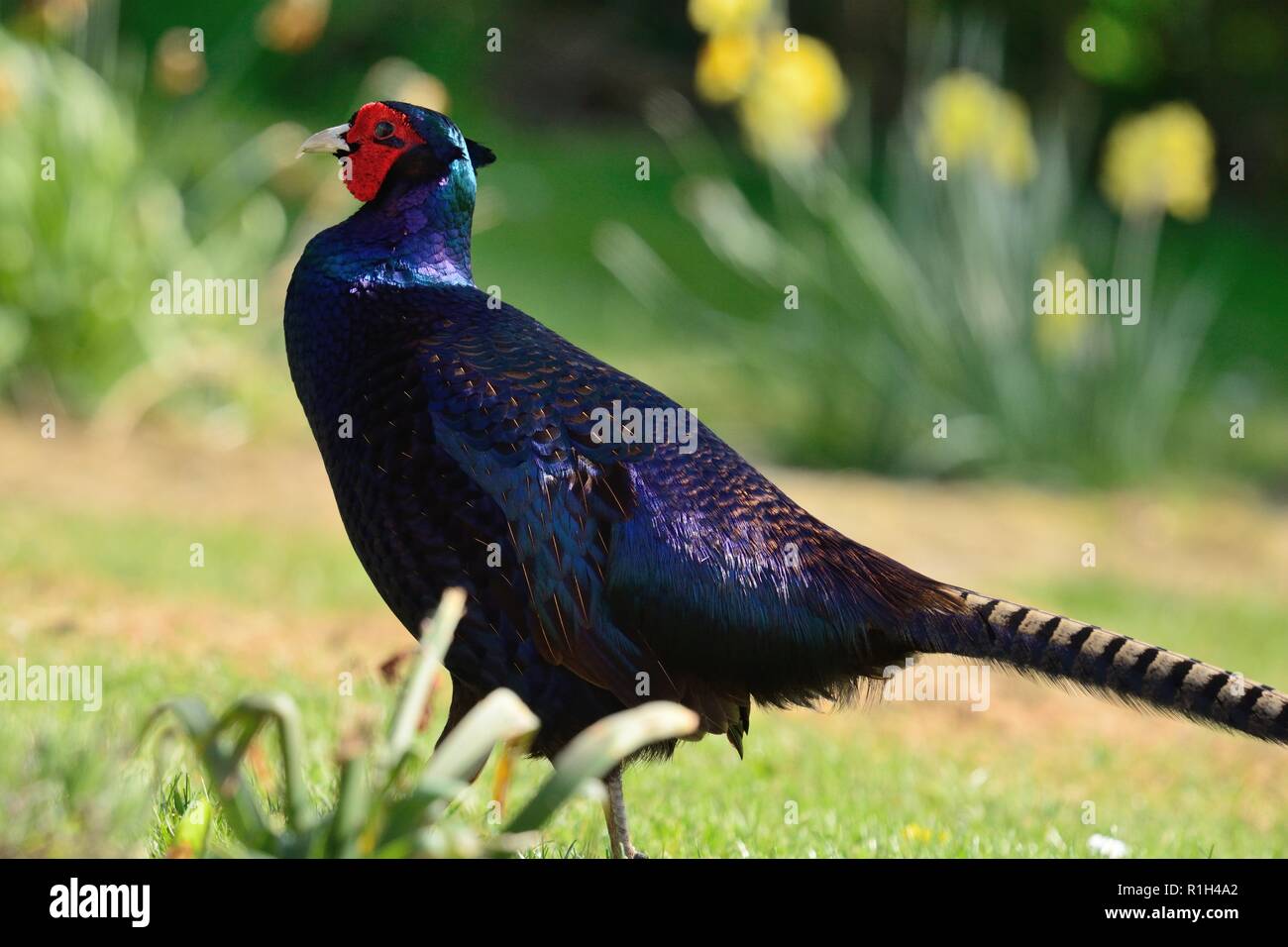 Portrait of a melanistic mutant pheasant walking through the garden ...