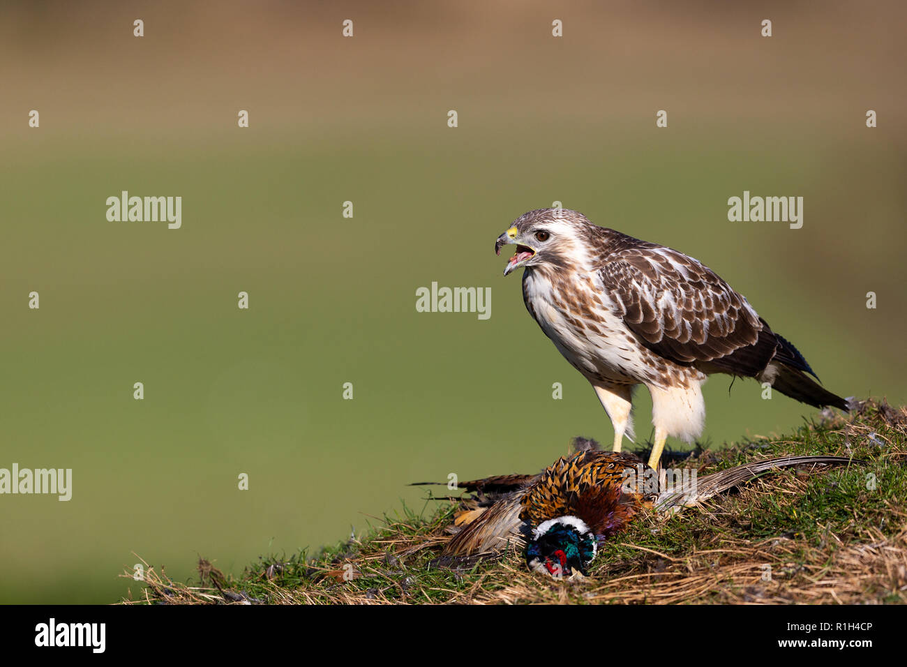 Buzzards eating hi-res stock photography and images - Alamy