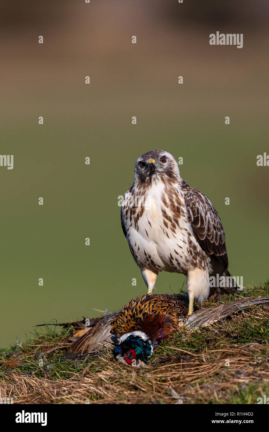 British Buzzards High Resolution Stock Photography and Images - Alamy