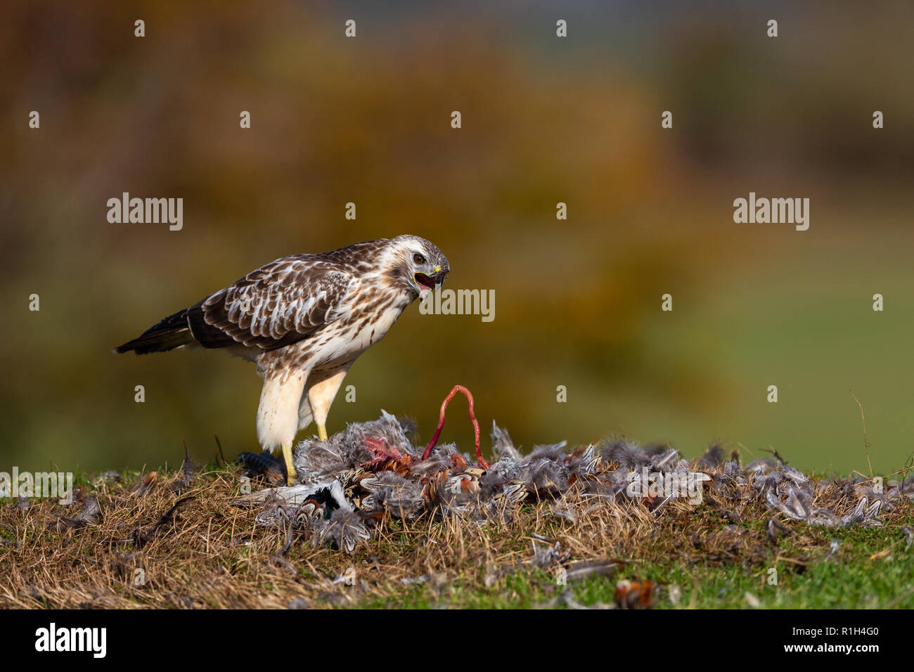 Buzzards eating hi-res stock photography and images - Alamy