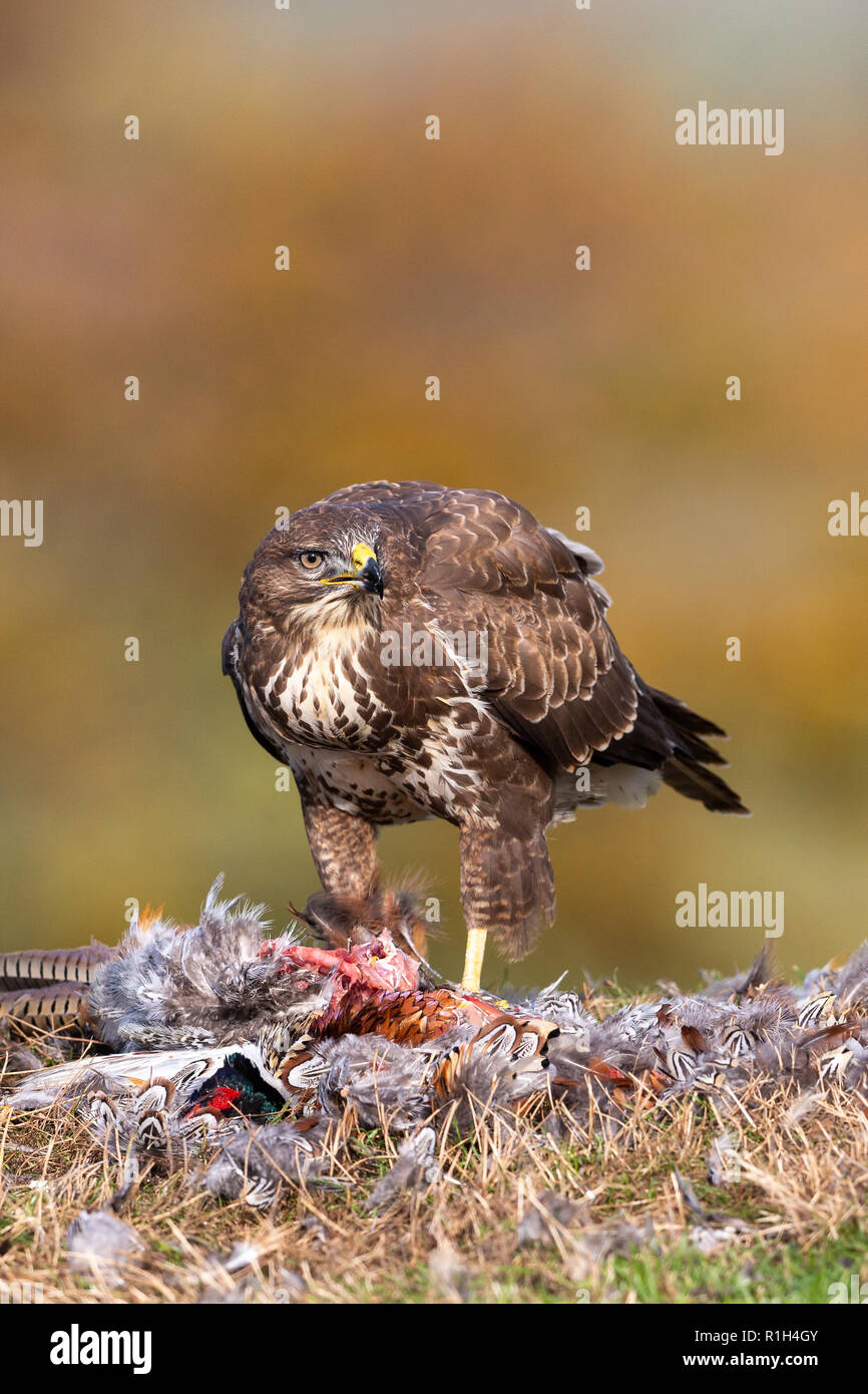 Buzzards hi-res stock photography and images - Alamy