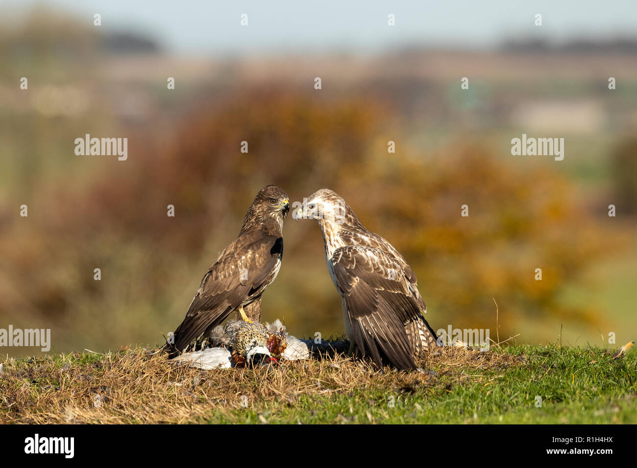 Two common buzzards hi-res stock photography and images - Alamy