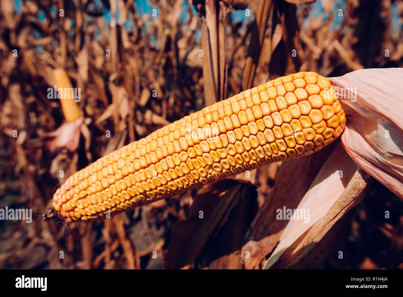 Corn on the cob plant hi-res stock photography and images - Alamy
