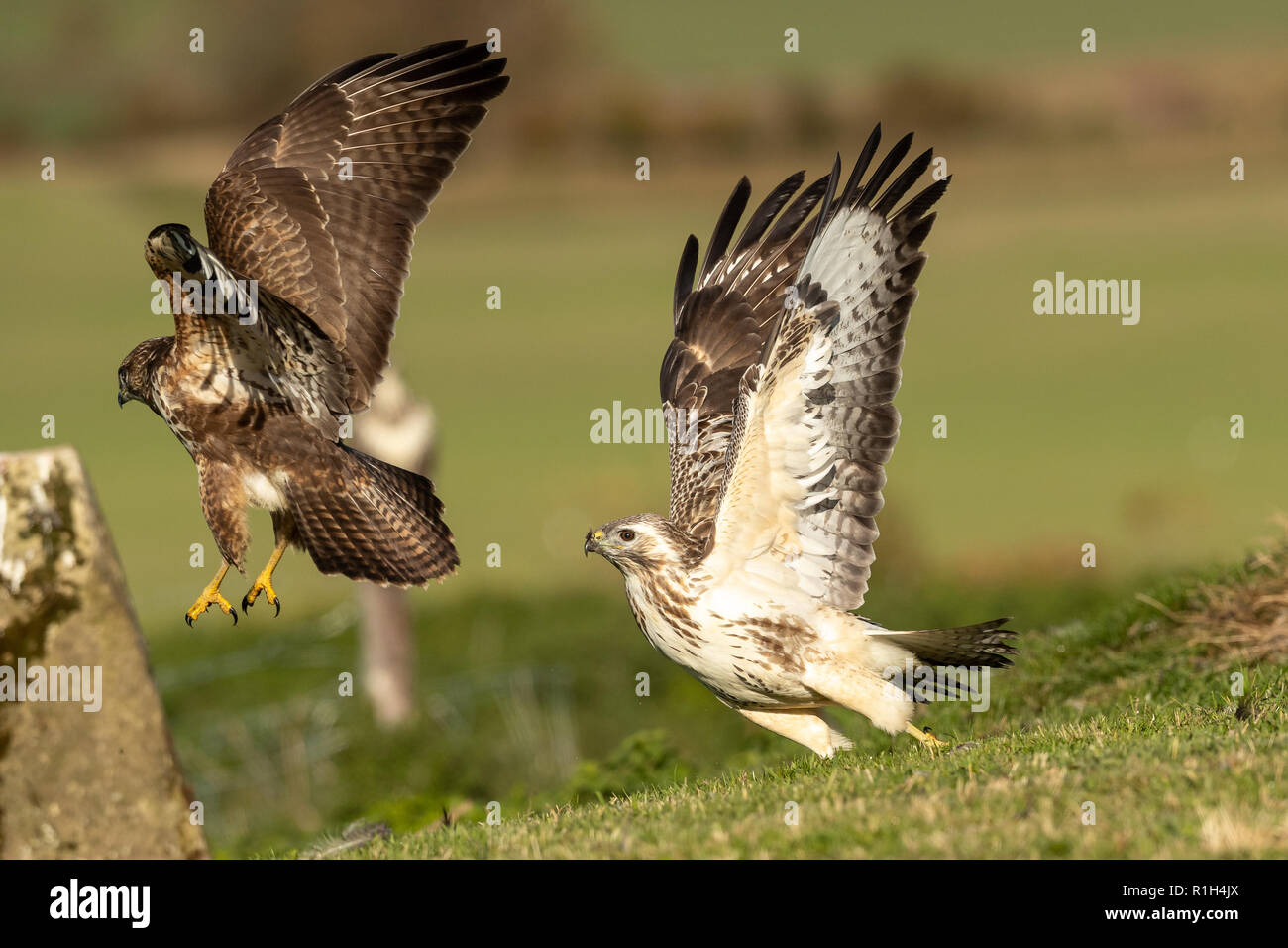 British buzzards hi-res stock photography and images - Alamy
