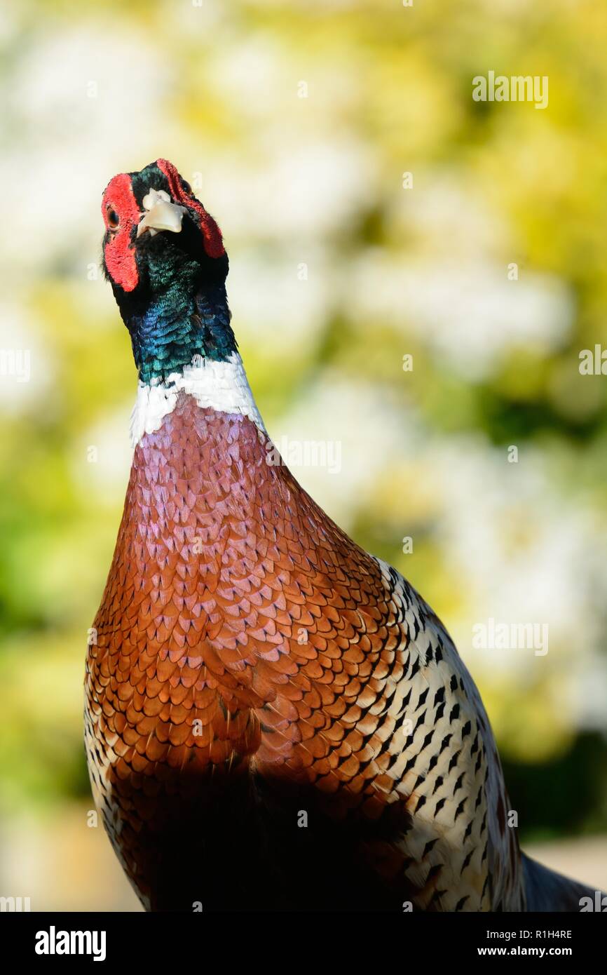 Close up portrait of a ring necked pheasant (phasianus colchicus ...