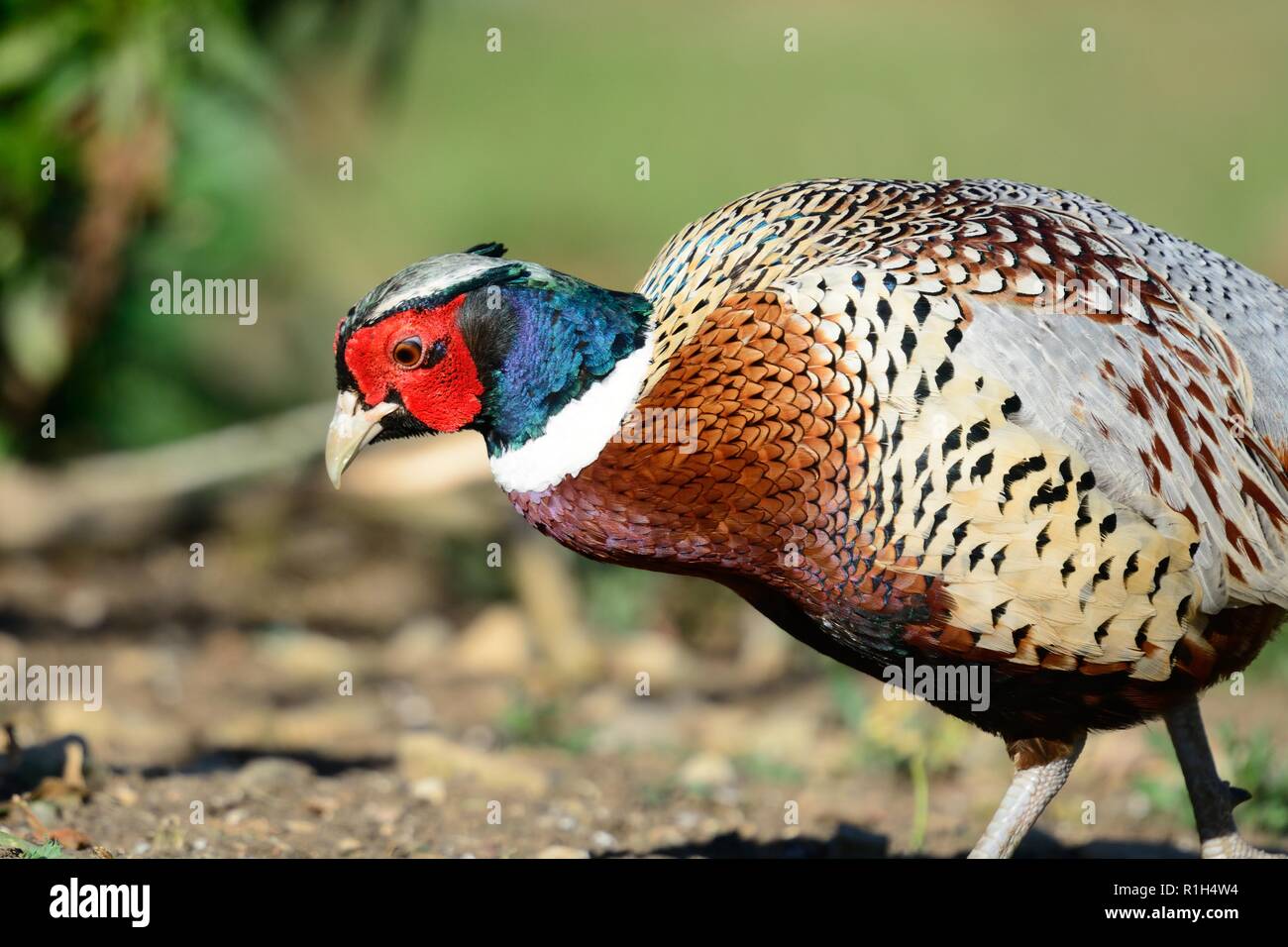 Pheasant foraging for food hi-res stock photography and images - Alamy