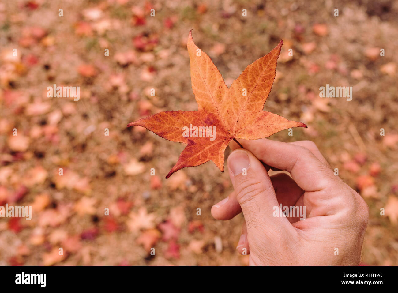 Colorful japanese maple leaf in hand, symbol the the season change ...