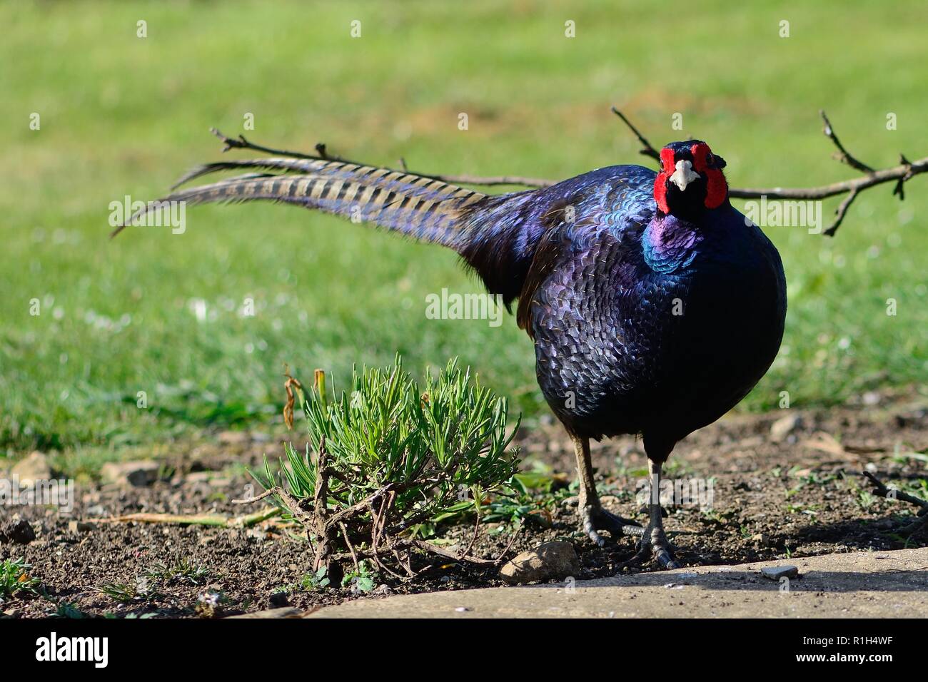 Portrait of a melanistic mutant pheasant exploring in the garden Stock ...