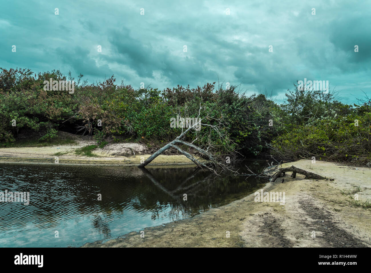 Campeche tree hi-res stock photography and images - Alamy