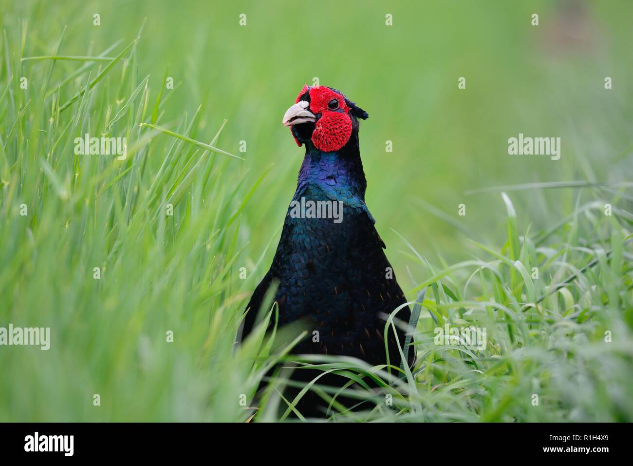 Close up head shot of a melanistic mutant pheasant in the long grass ...