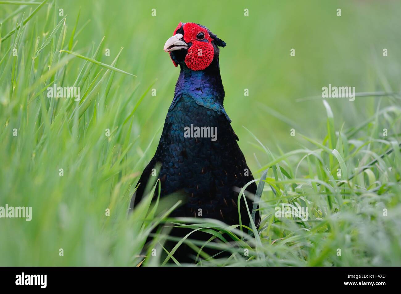 Melanistic Pheasant High Resolution Stock Photography and Images - Alamy