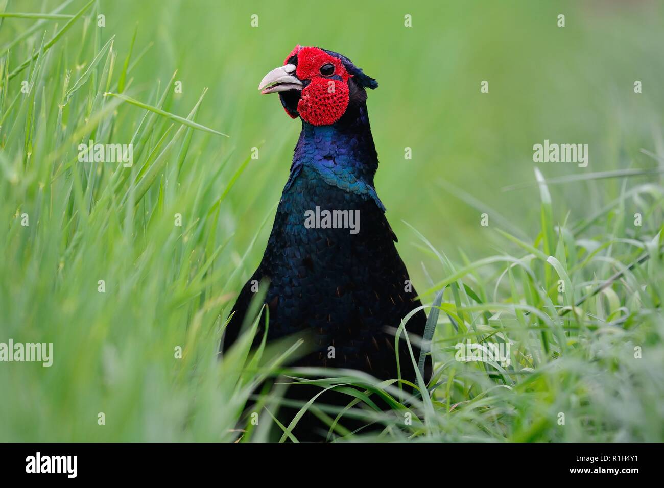 Melanistic mutant pheasant hi-res stock photography and images - Alamy
