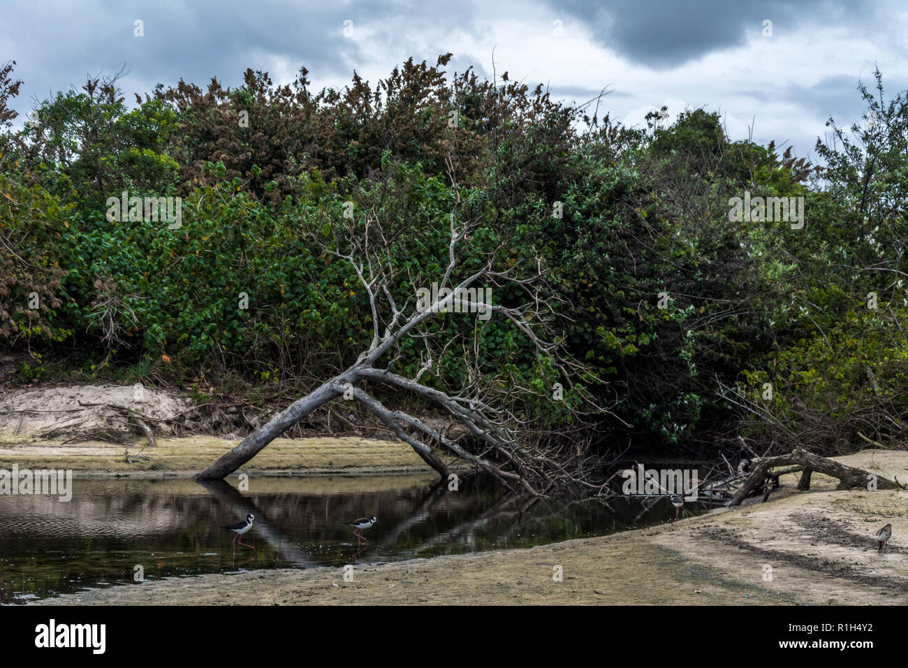 Campeche tree hi-res stock photography and images - Alamy