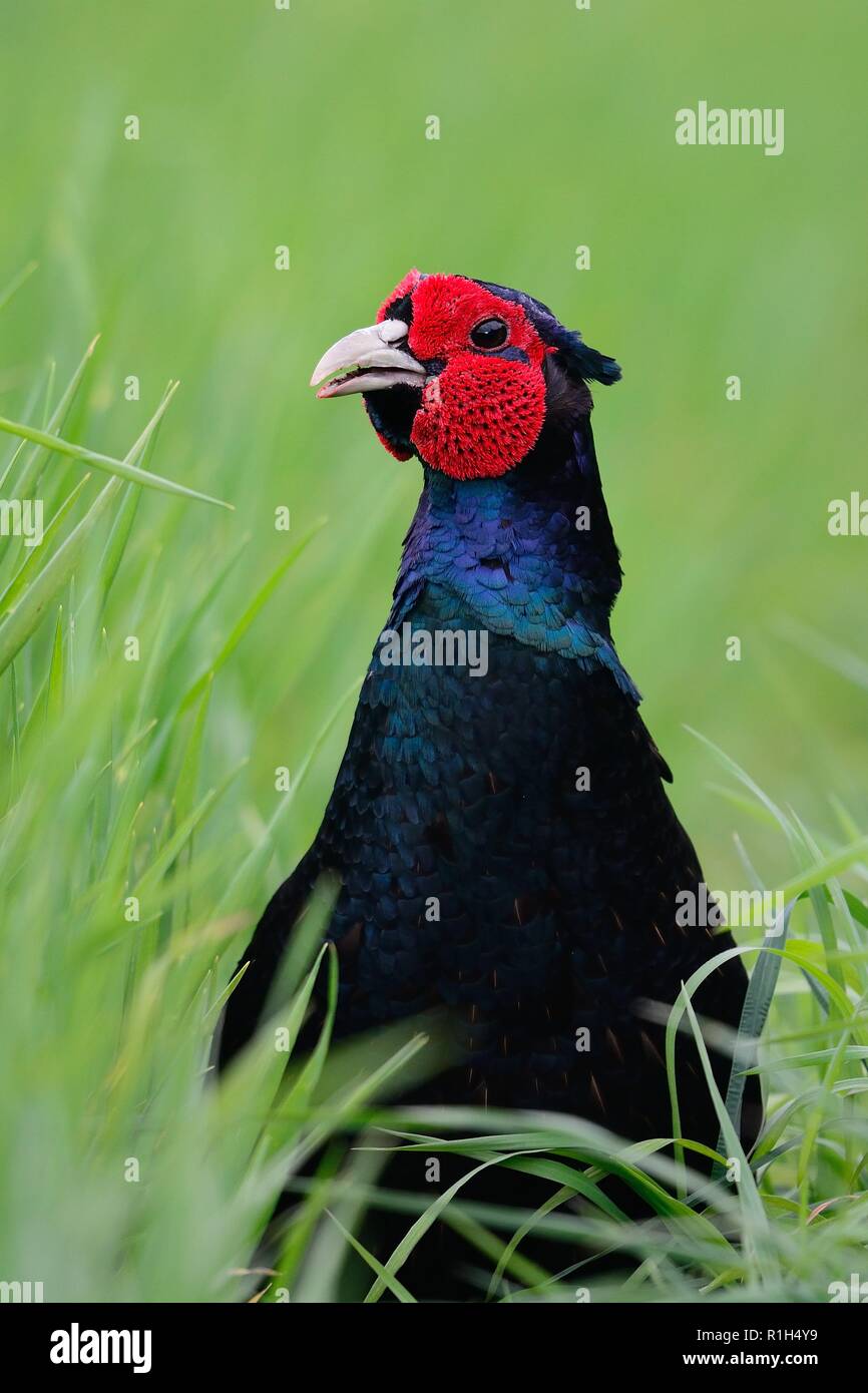 Melanistic Pheasant High Resolution Stock Photography and Images - Alamy