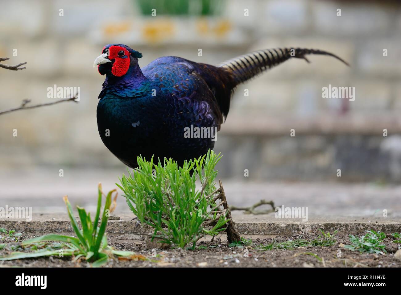 Portrait of a melanistic mutant pheasant exploring in the garden Stock ...