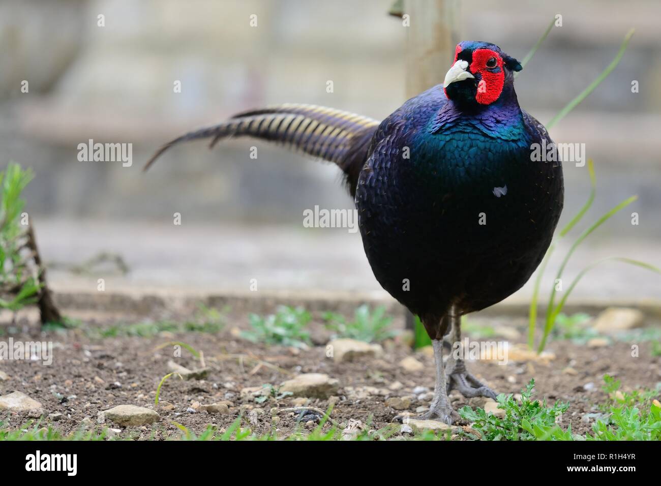 Portrait of a melanistic mutant pheasant exploring in the garden Stock ...