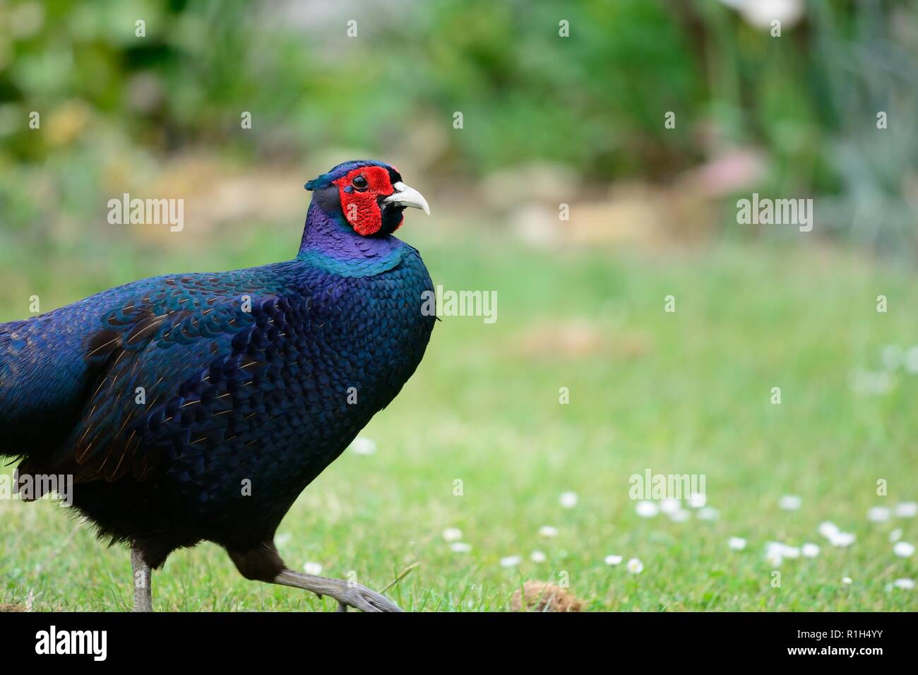 Side view of a melanistic mutant pheasant Stock Photo - Alamy