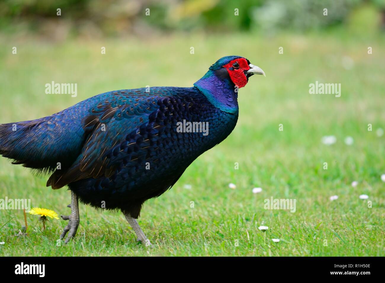 Side view of a melanistic mutant pheasant Stock Photo - Alamy