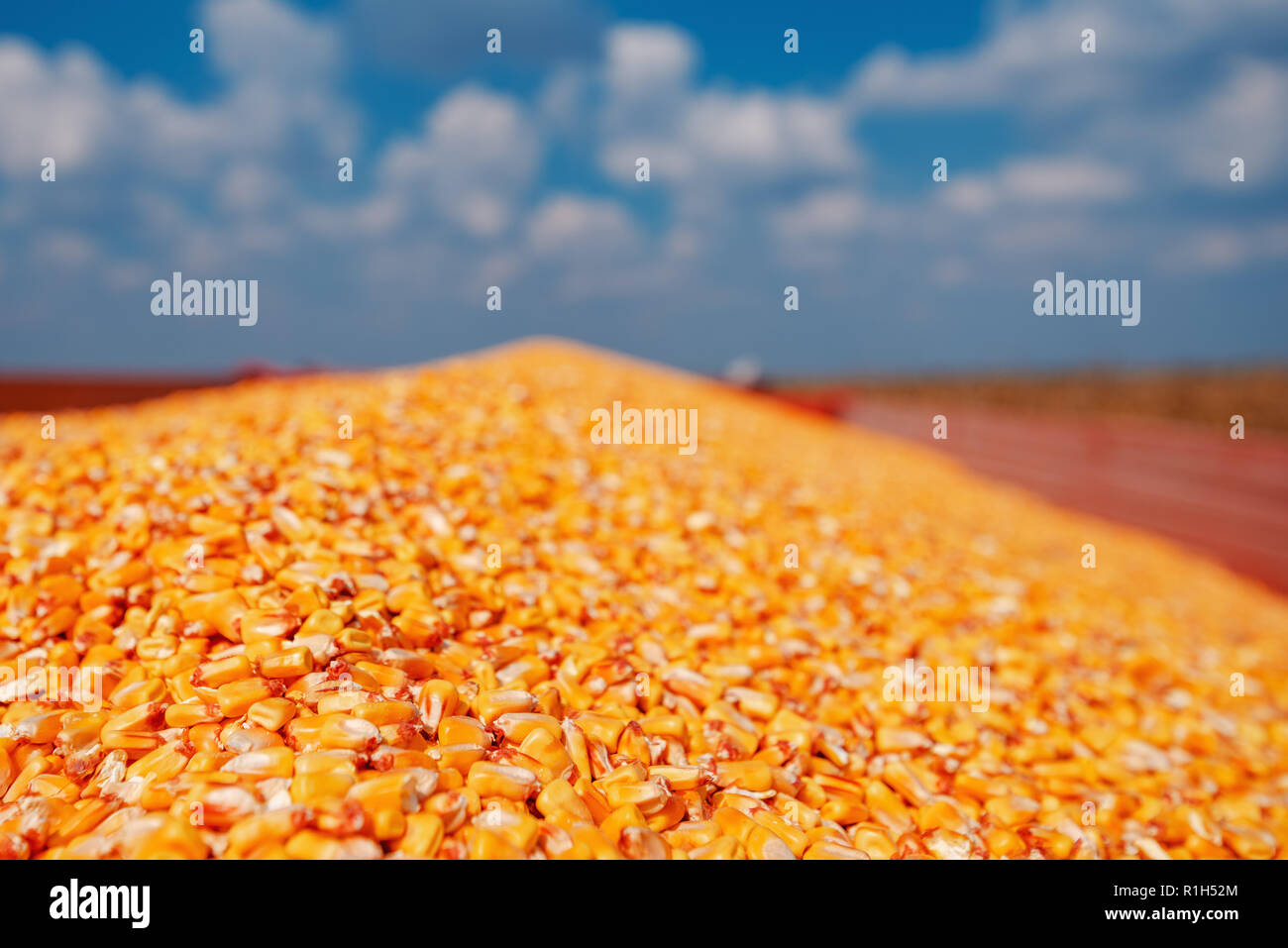 Pile of harvested corn seed kernels in tractor trailer is ready to be ...