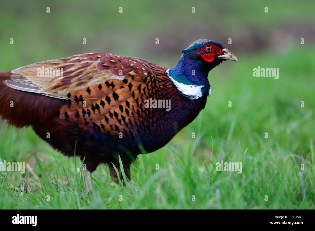 Side view of a ring necked pheasant (phasianus colchicus) in the grass ...
