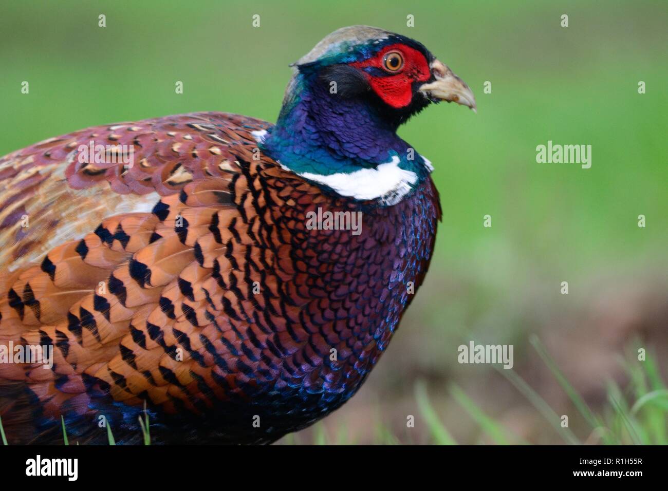 Side view of a common pheasant (phasianus colchicus) in the grass Stock ...