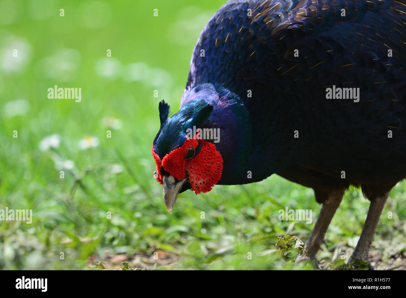 Close up of a melanistic mutant pheasant scavenging on the ground Stock ...