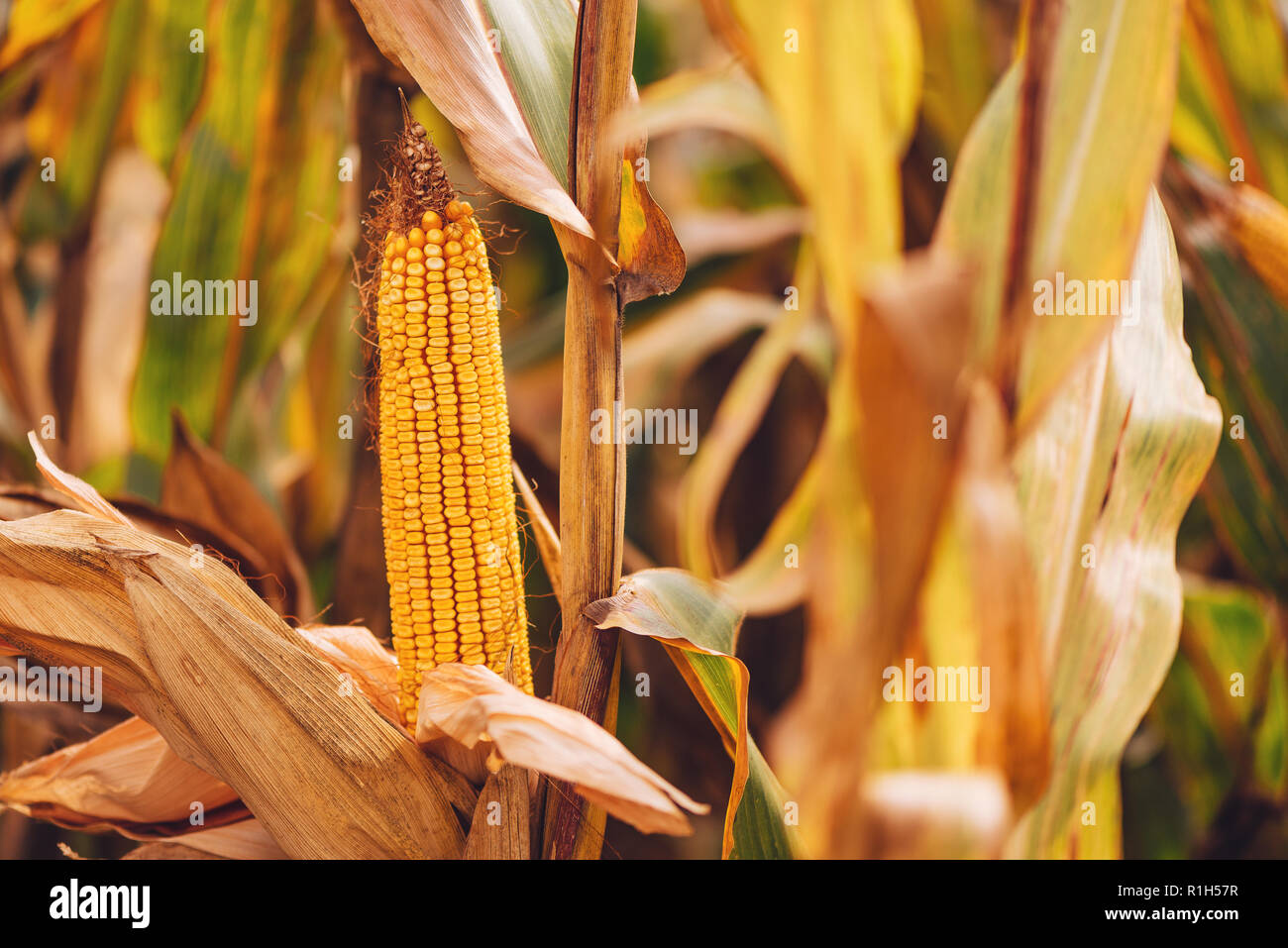 Ripe corn on the cob in cultivated cornfield is ready to be harvested ...