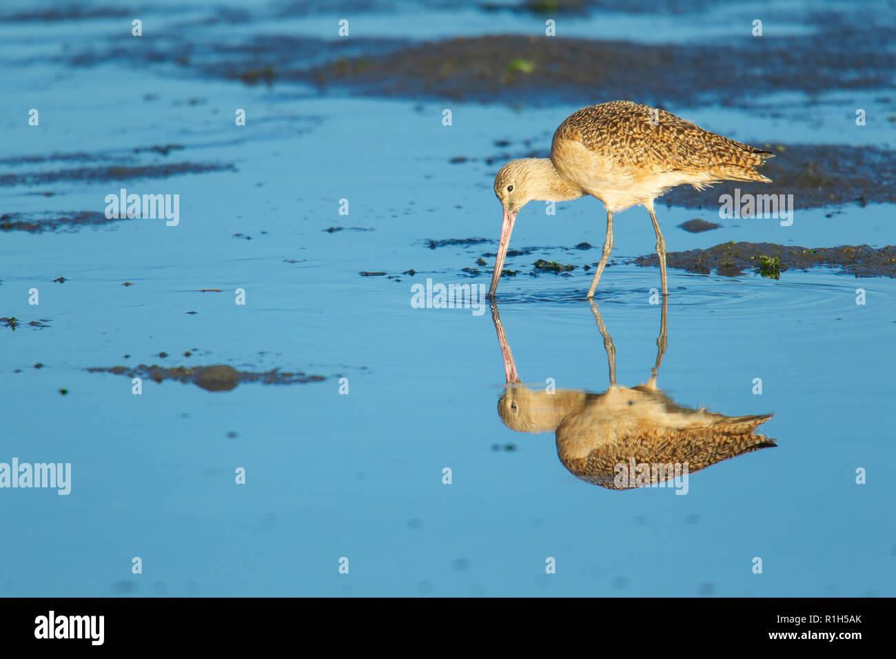 Limosa fedoa hi-res stock photography and images - Alamy