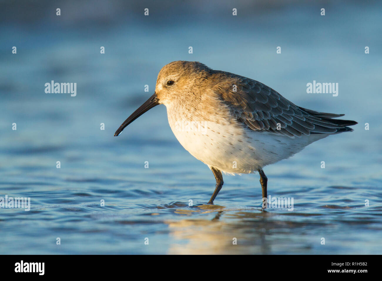Dunlin on beach hi-res stock photography and images - Alamy