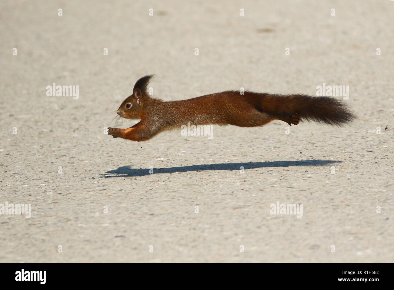 Frightened squirrel hi-res stock photography and images - Alamy